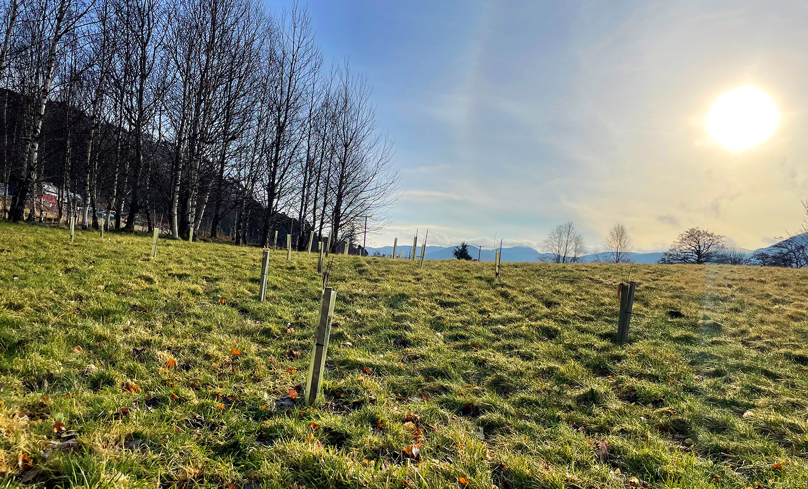 Plant a Tree in the Scottish Native Woodland